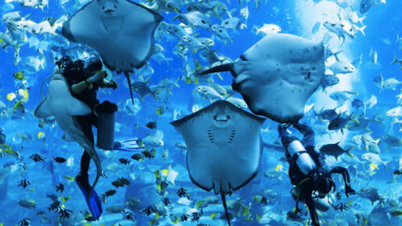 Sanya: Atlantis Lost Chambers Aquarium - Exploring the Itinerary and Exhibits