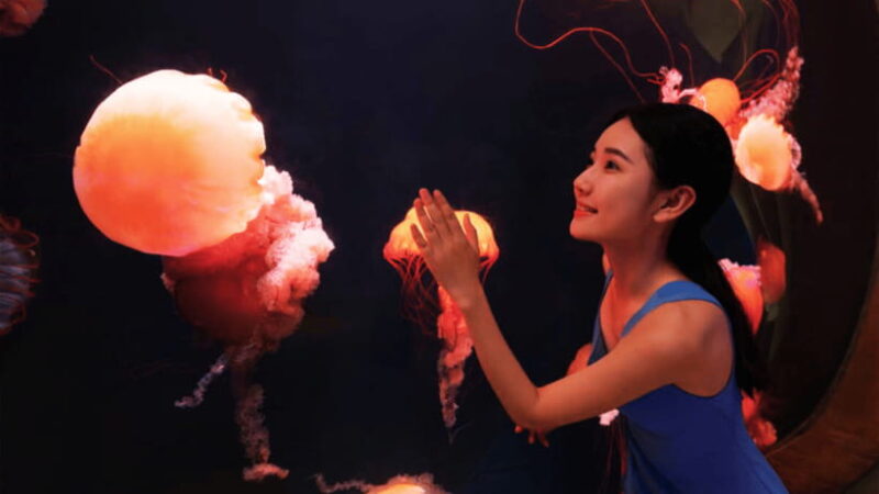 Sanya: Atlantis Lost Chambers Aquarium - Viewing and Photography Opportunities