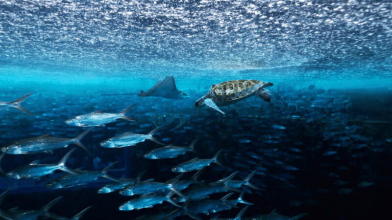 Sanya: Atlantis Lost Chambers Aquarium - Who Is This Experience Best For?