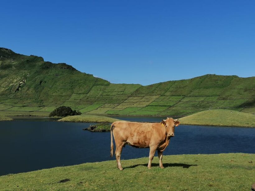 Sao Jorge Cheese Tour - Half day - Introducing the Sao Jorge Cheese Tour