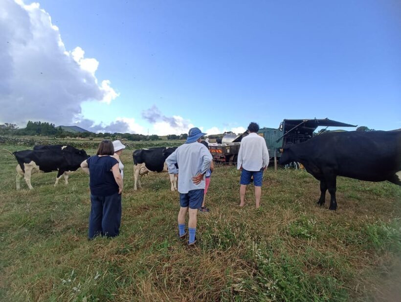 Sao Jorge Cheese Tour - Half day - The Authenticity and Value