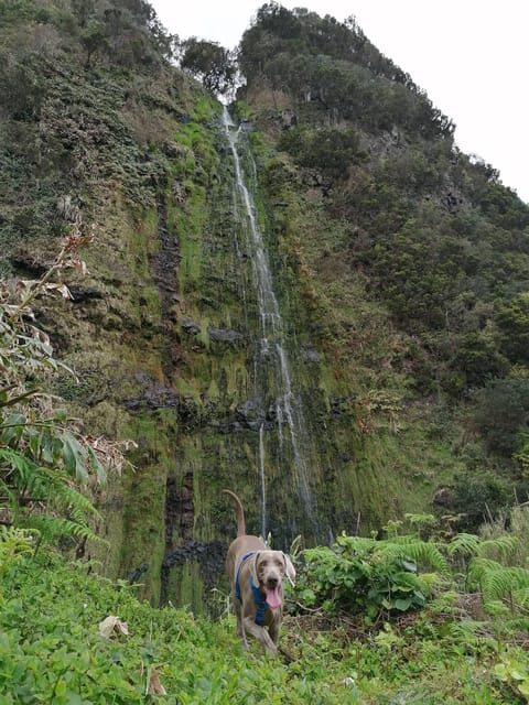 São Jorge: Fajã Camping and Hiking Tour - An In-Depth Look at the Fajã Camping and Hiking Tour