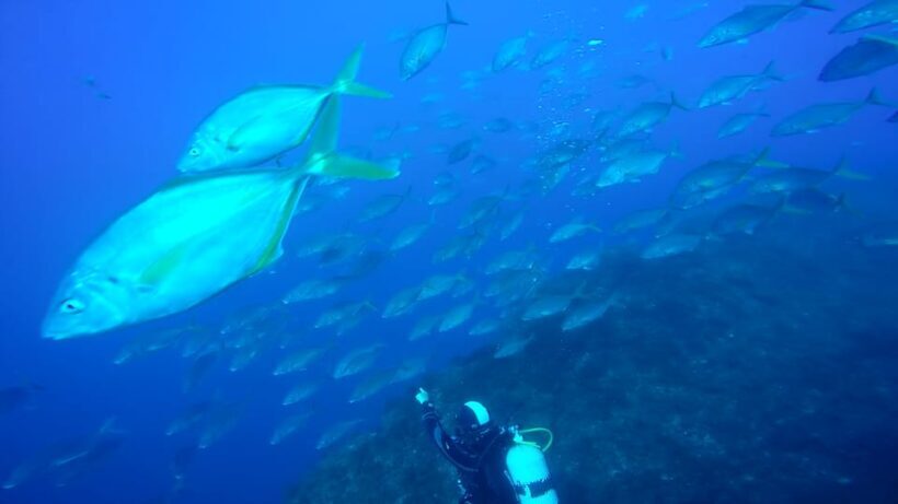 São Jorge: Scuba Diving - 2 Dives (Half Day) - Equipment and Safety