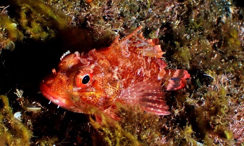 São Jorge: Scuba Diving - 2 Dives (Half Day) - FAQ