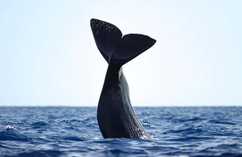 São Miguel Azores: Half-Day Whale Watching Trip - A Deep Dive into the Experience