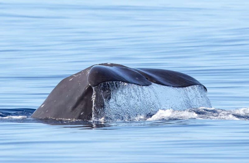 São Miguel Azores: Half-Day Whale Watching Trip - What to Expect at Each Stage
