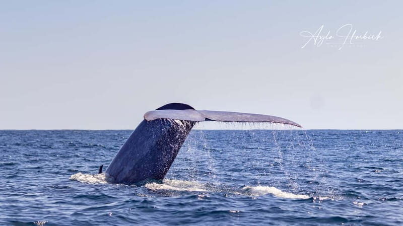 São Miguel Azores: Half-Day Whale Watching Trip - Practical Tips for Your Trip
