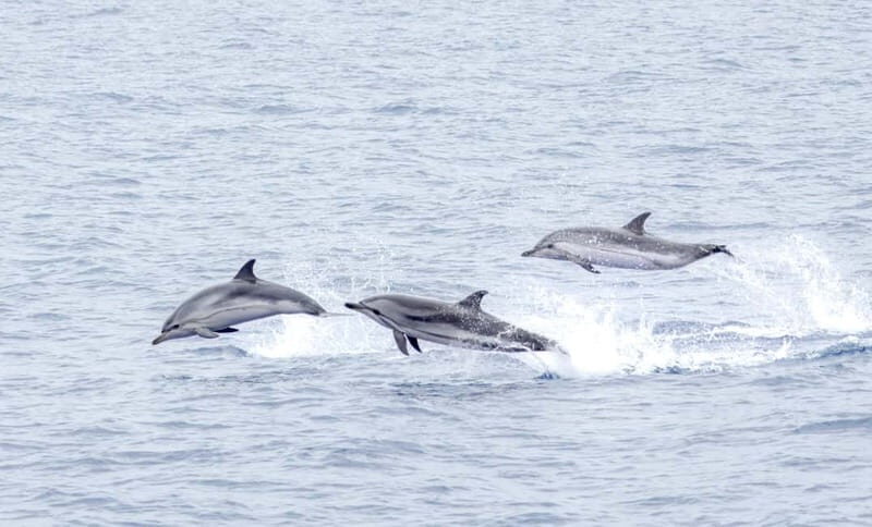 São Miguel Azores: Half-Day Whale Watching Trip - Who Will Love This Tour?