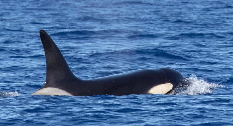 São Miguel Azores: Half-Day Whale Watching Trip - Frequently Asked Questions