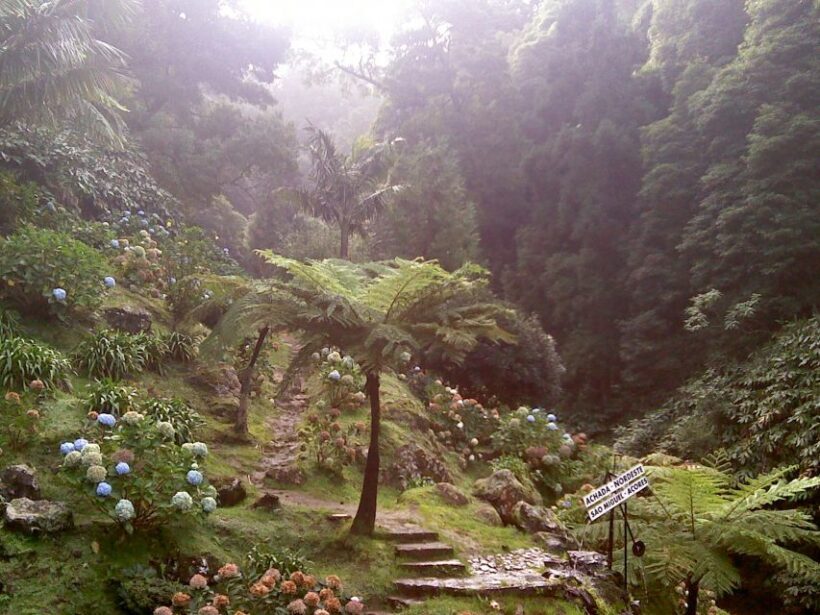 São Miguel: Full-Day Nordeste & Waterfall Tour with Lunch - Key Points