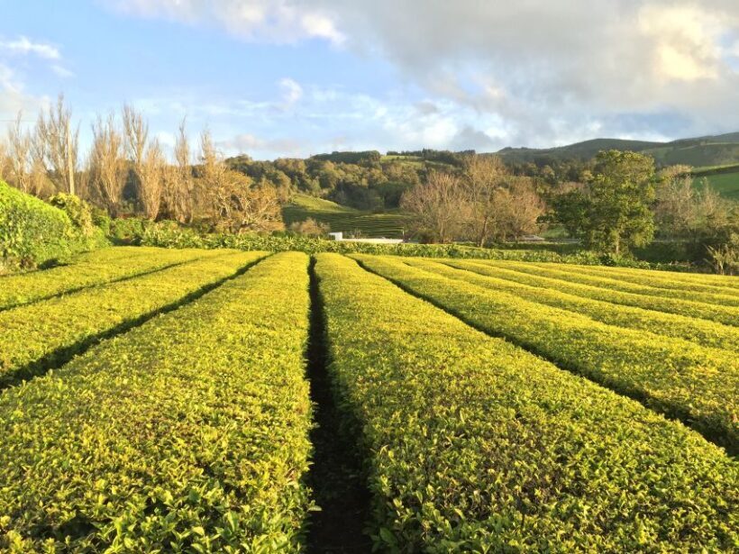 São Miguel Island: Full Day All-in-One Tour - Potential Drawbacks