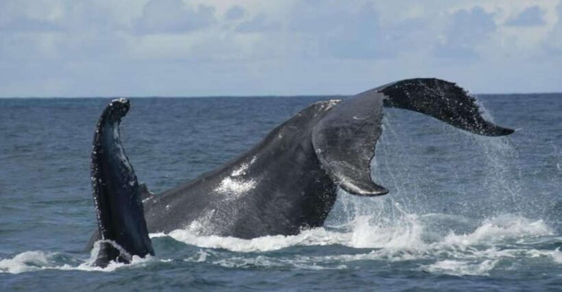 São Miguel: Whales & Volcano Full-Day Tour with Lunch - Introduction
