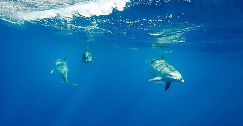 São Miguel: Wild Swimming with Dolphins - An In-Depth Look at the São Miguel Dolphin Swim Experience