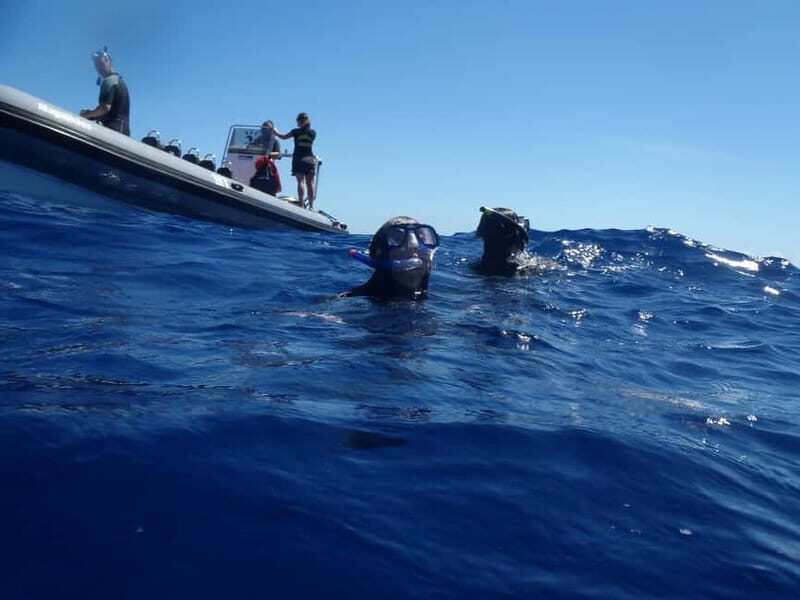 São Miguel: Wild Swimming with Dolphins - The Value in Perspective