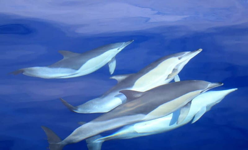 São Miguel: Wild Swimming with Dolphins - FAQ