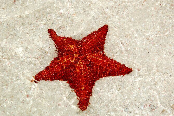 Saona by Speedboat: Private Beach & Snorkeling  Small Group - Key Points