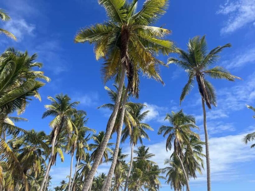 Saona Island: Beach & Natural Pool Small-Group Tour w/ Lunch - Key Points