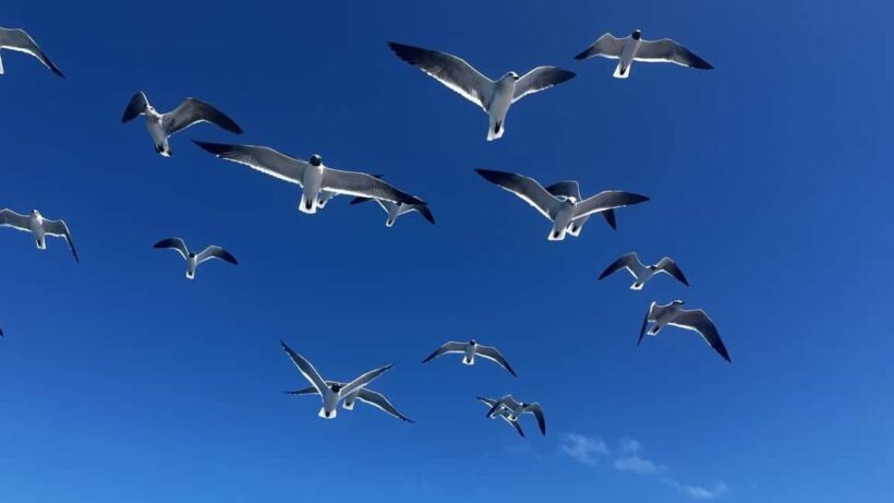 Saona Island: Beach & Natural Pool Small-Group Tour w/ Lunch - The Value of the Experience