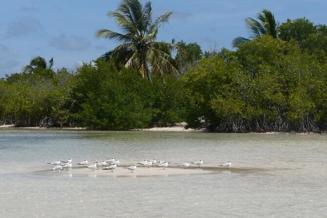 Saona Island Day Trip From Punta Cana with Pick Up and Open Bar - Drinks, Music, and Atmosphere