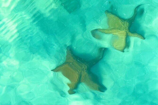 Saona Island, Natural pool Starfish, Fast boat, Catamaran +Dances - Fast Boat to Saona Island