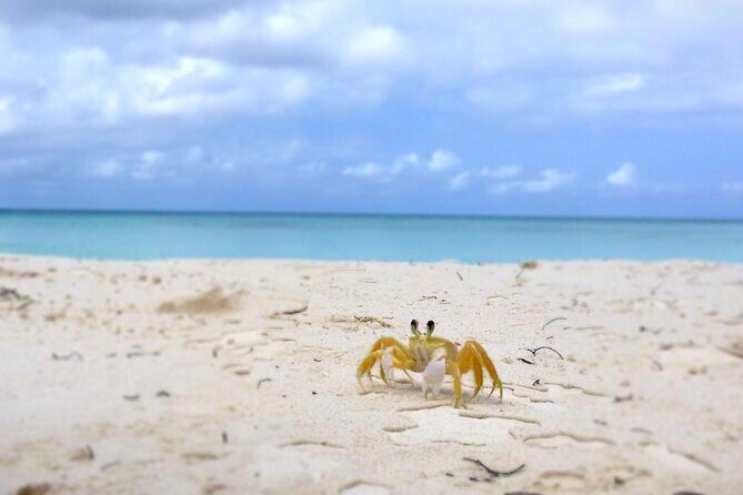 Saona Island, Natural pool Starfish, Fast boat, Catamaran +Dances - Additional Considerations