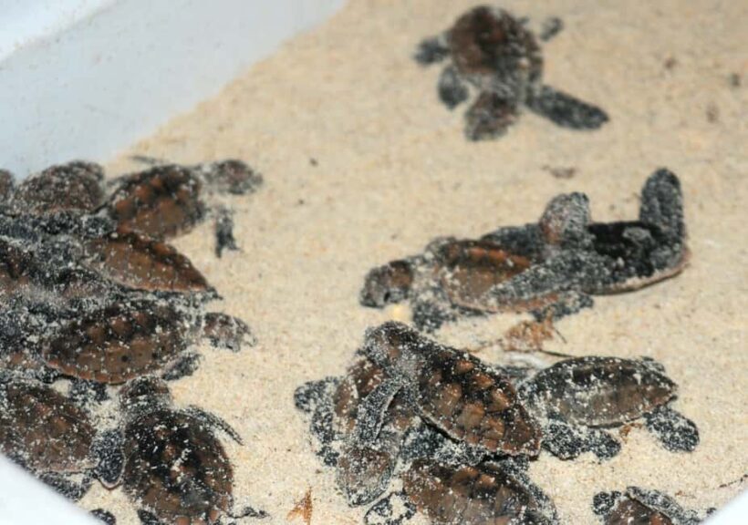 Saona Island: Small Group Virgin Beaches Cruise Day Trip - Size and Value