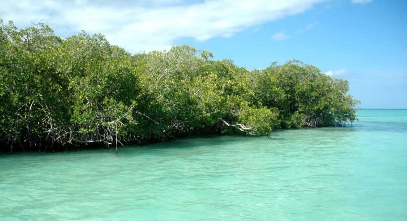 Saona Island: Small Group Virgin Beaches Cruise Day Trip - Practical Details: Timing, Price, and Accessibility