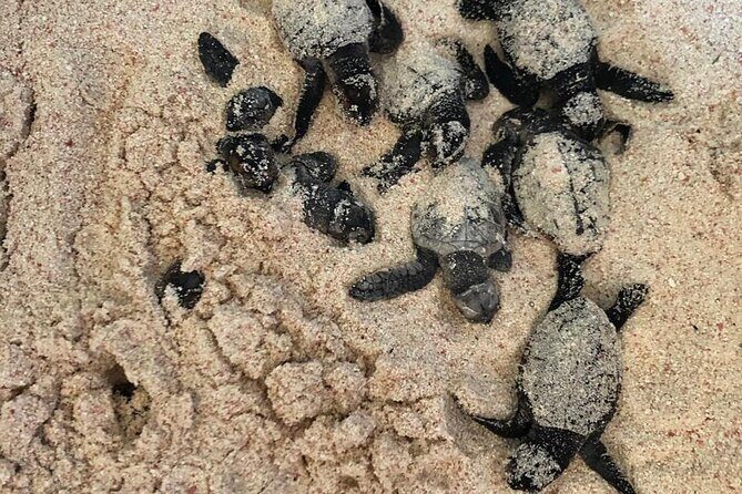 Saona Island Speedboat Tour with Lunch & Natural Pool Swim - Real Traveler Insights