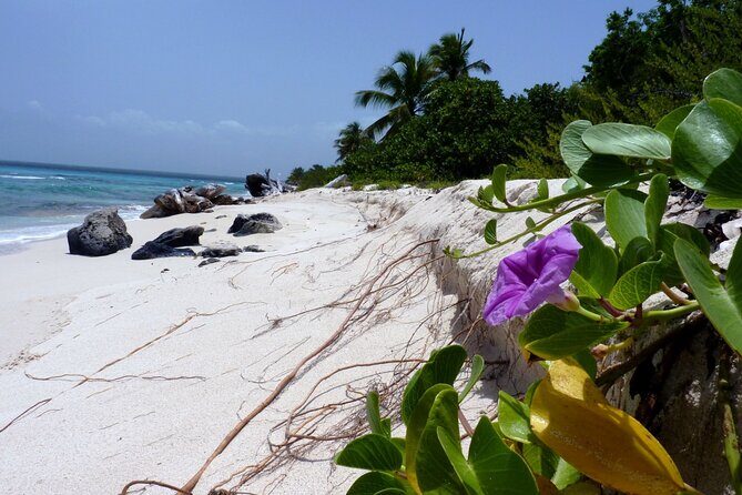Saona Island Tour from Punta Cana with Lunch, Open Bar & Pickup - FAQ