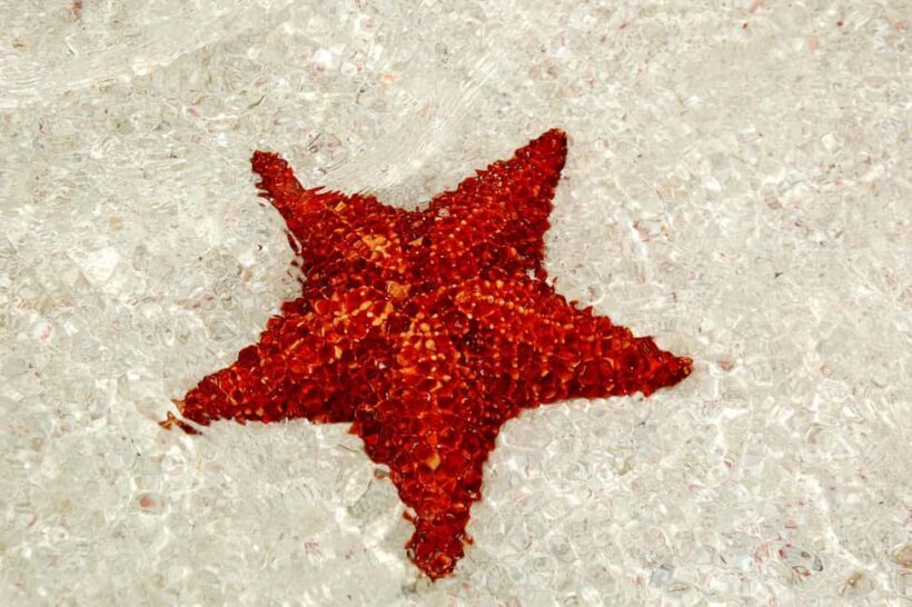 Saona Special Tour: 4 Beaches with Canto from Punta Cana - Authentic Experiences and Highlights from Reviews