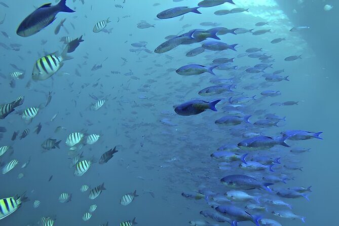 Saône Island with Semi Underwater and Snorkeling from Santo Domingo - Frequently Asked Questions