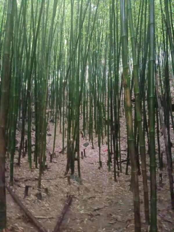 Sapa: 2-Day Trek to Fansipan - Indochina's Highest Peak - FAQ