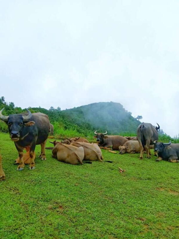 SAPA: 2 DAYS Walking & 1 night at Homestay with LOCAL GUIDE - Key Points