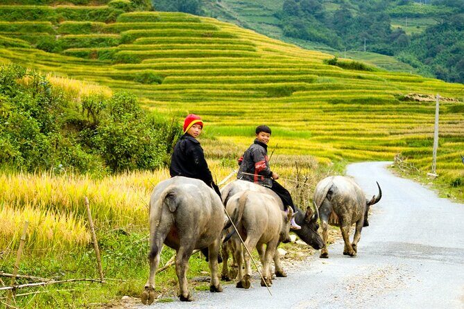 Sapa 3 Days Trekking Tour By Bus from Hanoi (2 Nights in Hotel) - Who Will Love This Tour?