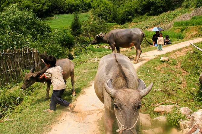 Sapa Easy Trekking Tour 1 Day - Rice Paddies and Cultures - Authentic Food and Comfortable Logistics