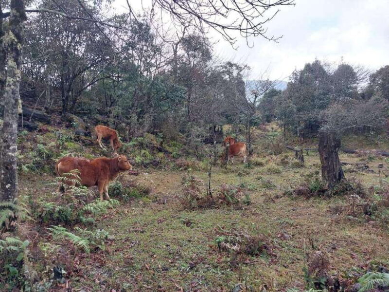 Sapa: Fansipan Mountain 2-Day Trekking Tour - Who Is This Tour Best For?