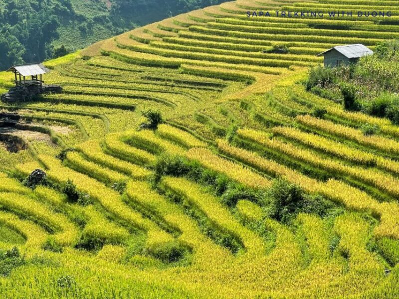 Sapa: Private Muong Hoa Valley and Homestay Trekking 2-Day - What Makes This Tour Stand Out?