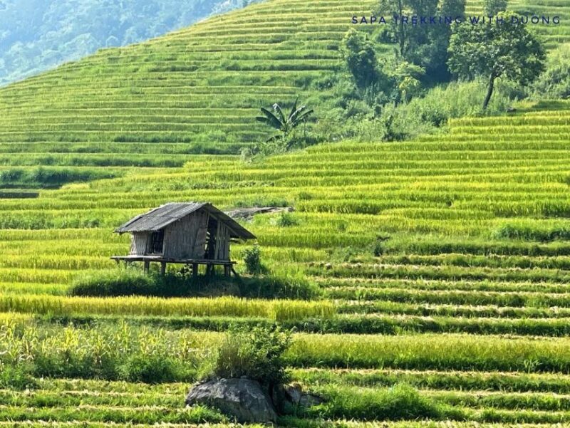 Sapa: Private Muong Hoa Valley and Homestay Trekking 2-Day - Who Is This Tour Best For?