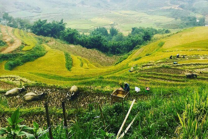 Sapa Real Experience 2 Days 1 Night at Local Family Homestay - What Makes This Tour Special?