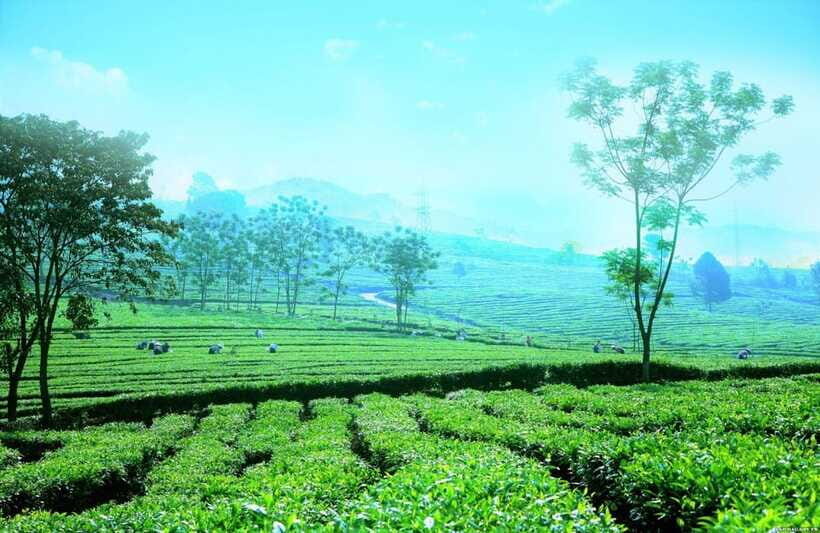 Sapa to Waterfall, Green Tea Farm with motorbike driver - The Sum Up: Is This Tour Right for You?