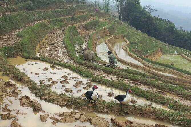 Sapa Trekking 2 Days 1 Night Transfer By Sleeper Bus - FAQs