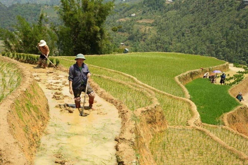 Sapa Trekking 3 Days 2 Night - VIP Sleeper Bus from Hanoi - Day 2: Trekking through Terraced Fields and Village Life