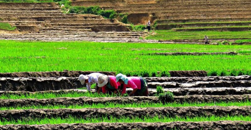 Sapa Trekking Guide Francophone 2 days  1 night - Key Points