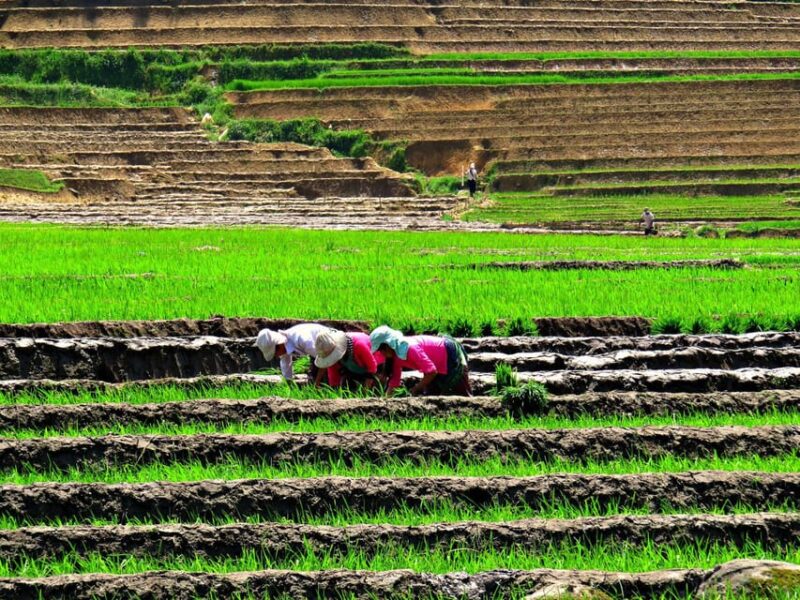 Sapa Trekking Guide Francophone 2 days  1 night - Who Should Consider This Tour?