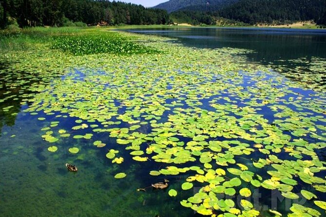 Sapanca Lake & Masukiye Tour From Istanbul - The Charm of Masukiye: A Hidden Gem