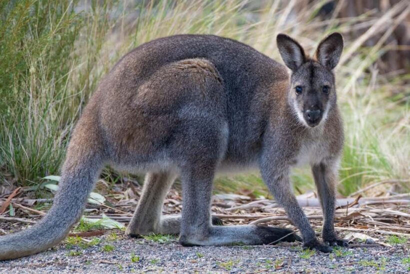 Sapphire Coast: 7h Shore Excursion with Aussie Morning Tea - Final Thoughts