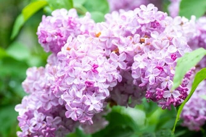 Sapporo Afternoon Walking Tour 2h 30mins - Accessibility and Participation