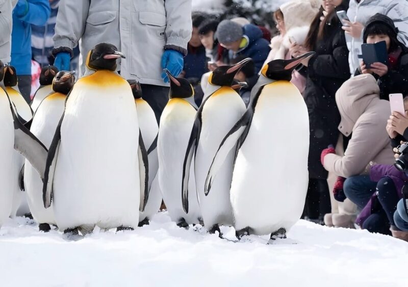 Sapporo: Asahikawa Zoo, Shirahige Falls, Ningle Terrace Tour - Key Points