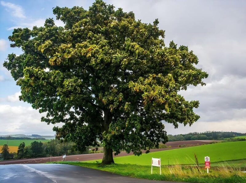 Sapporo: Asahikawa Zoo, Shirahige Falls, Ningle Terrace Tour - Itinerary Highlights