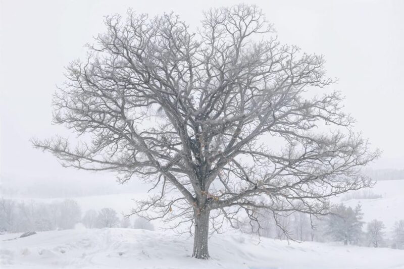 Sapporo: Asahiyama Zoo and Shirahige Falls Trip With Ticket - Itinerary Highlights